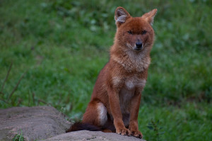 Dhole - Ten Random Facts